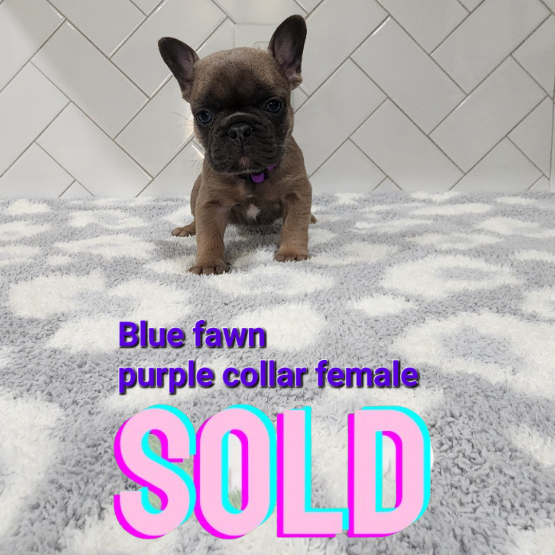 Chary's Elite Frenchies